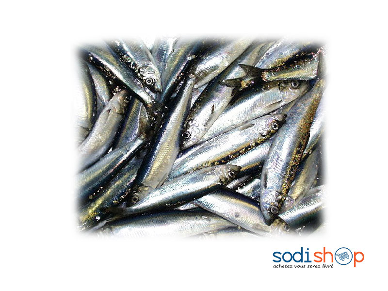 Poissons de Mer Chacha Chinchard - Petite Taille Meilleure Qualité ...