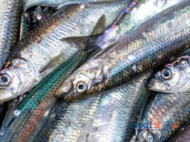 Poissons de Mer Chacha Chinchard - Grosse Taille Meilleure Qualité ...